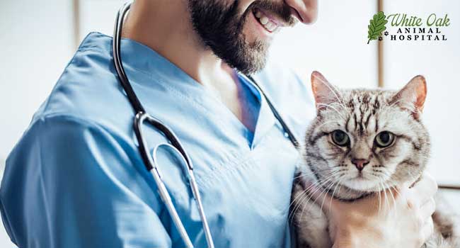 Exploring the 5 Roles of an Animal Doctor: Pawsitively Amazing Services ...