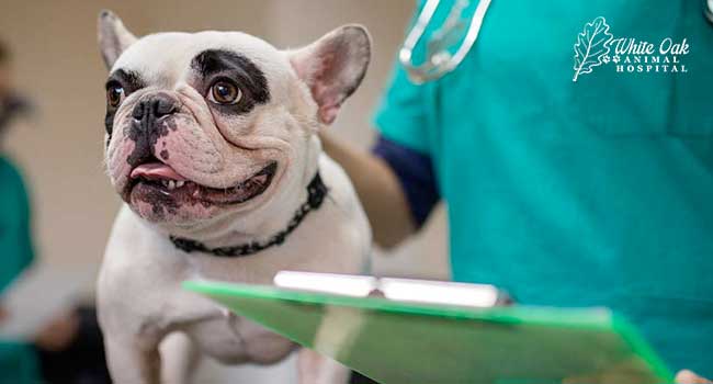 Exploring the 5 Roles of an Animal Doctor: Pawsitively Amazing Services ...
