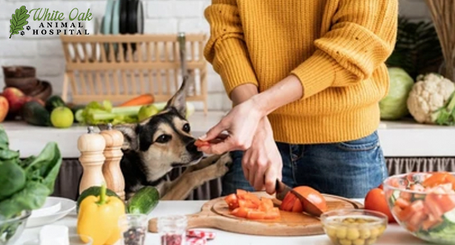 The Power of Holistic Pet Care: Unlocking 5 Benefits for Aging Pets - White Oak Animal Hospital