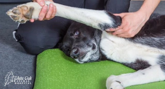 Top 5 Signs Your Dog May Have a Dog Torn Knee Ligament: Stay Alert ...