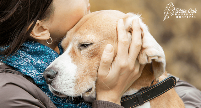 The Power of Holistic Pet Care: Unlocking 5 Benefits for Aging Pets - White Oak Animal Hospital