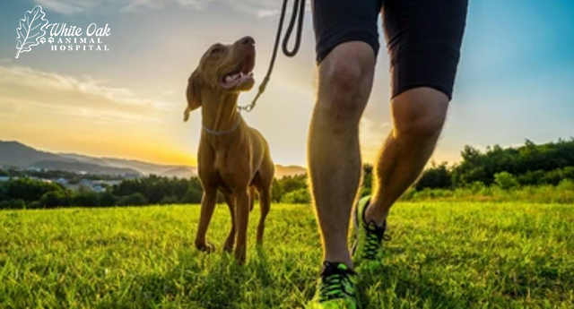 The Power of Holistic Pet Care: Unlocking 5 Benefits for Aging Pets ...