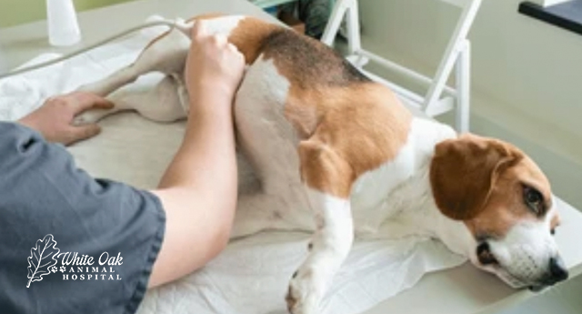 The 5 Secrets of Holistic Medicine: Finding the Right Holistic ...