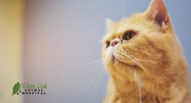 Here's Why a Visit to a Vet Clinic for Cats is Crucial: Recognizing the ...