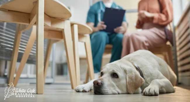 Discover the #1 Fairview Vet: The Unmatched Expertise of Dr. Casey ...