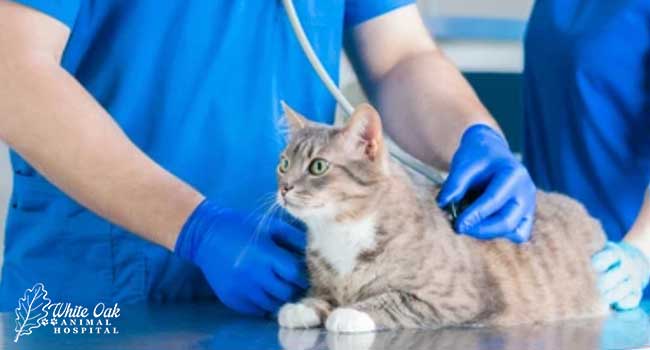 Why It's Important to Ensure a Parasite-Free Life for Your Pet with a ...