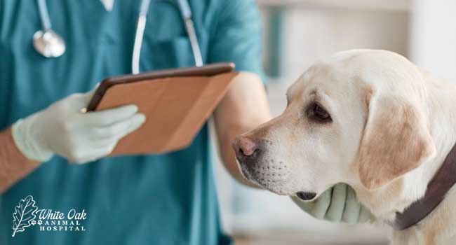 Discovering the Best Holistic Veterinary Care Near Me: 5 Reasons to ...