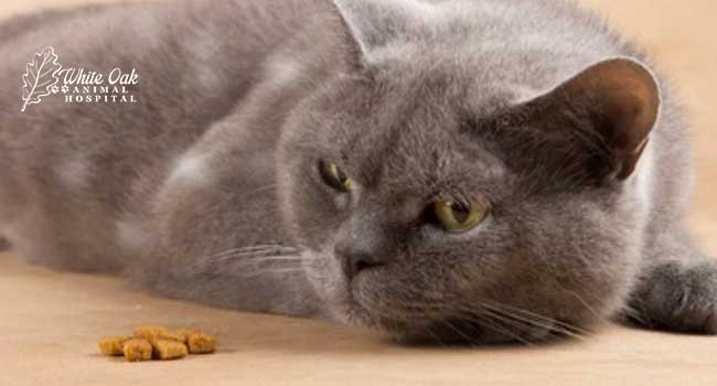 When Is a Cat Considered a Senior?: 5 Steps into Comfortable Seniority ...
