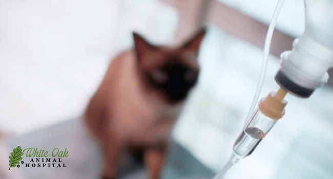 5 Alarming Signs of Cat Skin Cancer: Early Detection is Key - White Oak ...