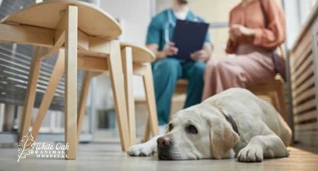 Dog Boarding in Fairview: The #1 Comprehensive Guide to Provide your ...