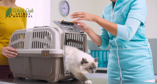 Boarding Cats Near Me: Your #1 Guide to Cat Boarding Costs, Amenities ...