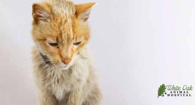 When Is a Cat Considered a Senior?: 5 Steps into Comfortable Seniority ...