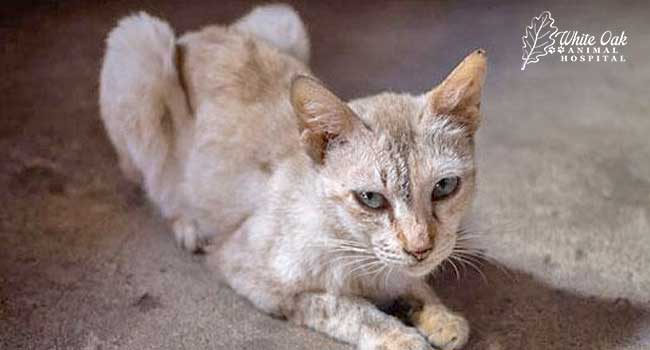 Phosphate Binders for Cats 101: What Every Cat Owner Should Know for ...