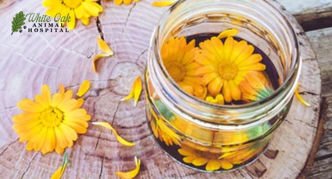 The Top 5 Herbal Medicine for Dogs with Skin Disease