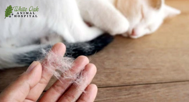 5 Alarming Signs of Cat Skin Cancer: Early Detection is Key - White Oak ...