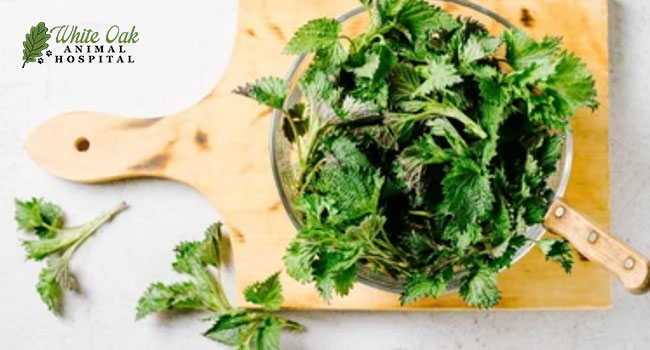 The Top 5 Herbal Medicine for Dogs with Skin Disease