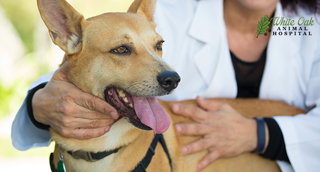 Unveiling 5 Types of Lymphoma Cancer in Dogs: A Comprehensive Guide to ...
