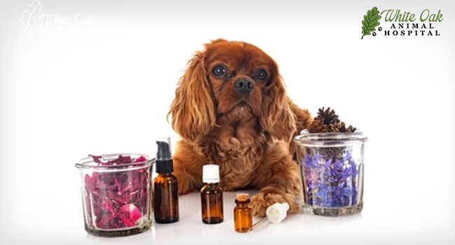 Herbal Medicine for Dogs: 5 Ways It Enhances Your Pet's Quality of Life ...