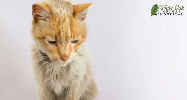 Mouth Cancer in Cats: 5 Common Symptoms and Signs You Shouldn't Ignore ...