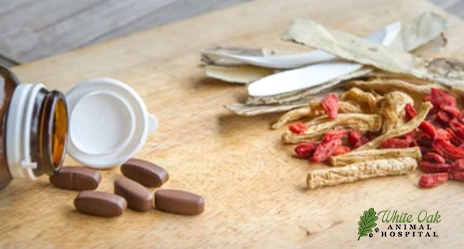 The Power of Alternative Medicine for Animals: 5 Exceptional Reasons ...