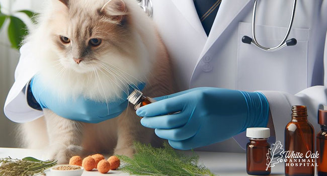 Holistic Medicine vs. Western Medicine for Animals: 5 Powerful Reasons ...