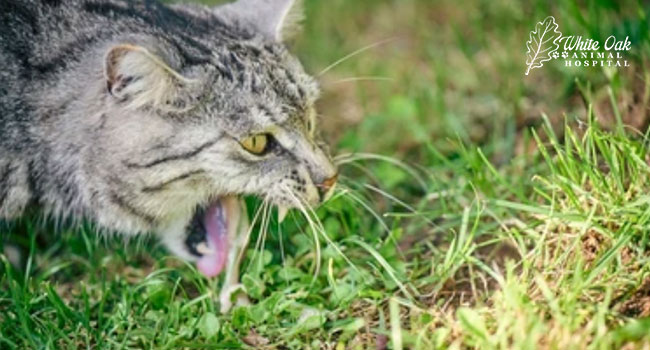 How Cat Endoscopy Can Save Your Pet's Life Today