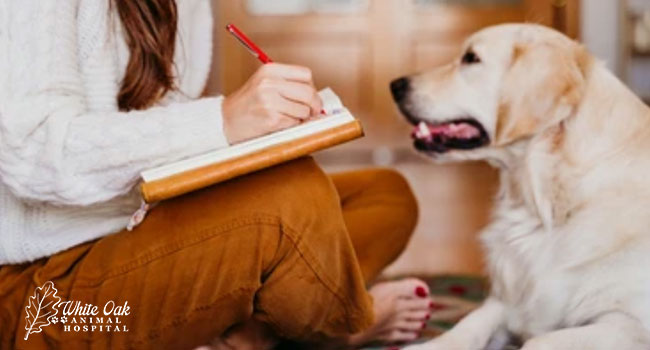 Nose Dripping in Senior Dogs: 6 Common Causes You Can't Ignore, When to ...
