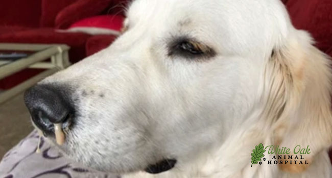 Nose Dripping in Senior Dogs: 6 Common Causes You Can't Ignore, When to ...