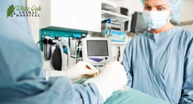 Discover the Role of an Animal Cancer Surgeon in Veterinary Medicine ...