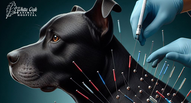 Acupuncture for Dogs with Neurological Problems: Problems That ...