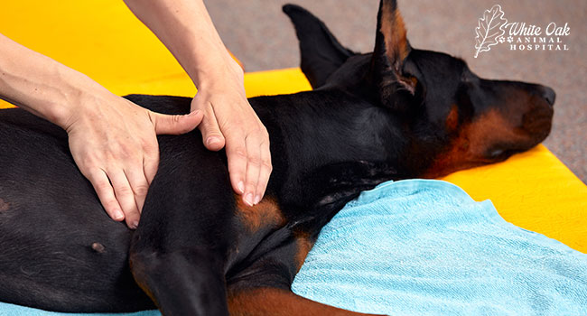 Before and After Dog TPLO Surgery: 5 Essential Steps to Ensure a Smooth ...