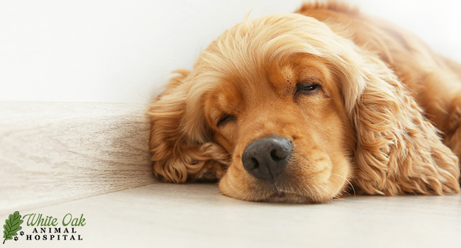 5 Common Symptoms of Dog Kidney Stones Every Owner Should Know - White ...