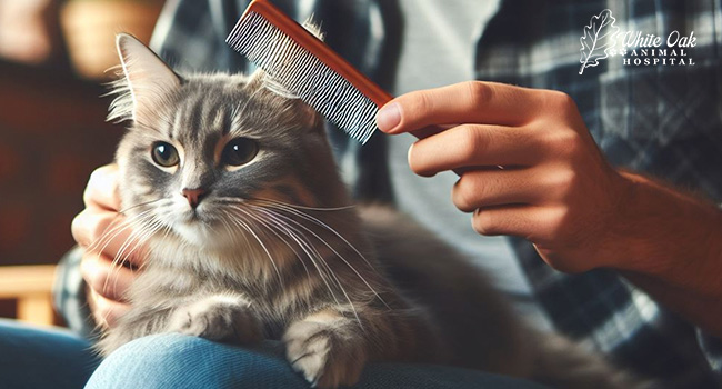 The Ultimate Guide to Managing Cat Allergies: 5 Natural Solutions ...