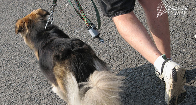 Top 5 Signs Your Dog May Have a Dog Torn Knee Ligament: Stay Alert ...