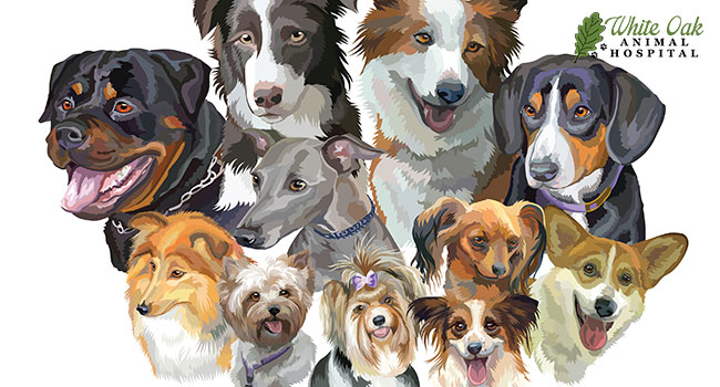 10 Common Symptoms of a Bladder Infection in Dogs You Should Know to ...