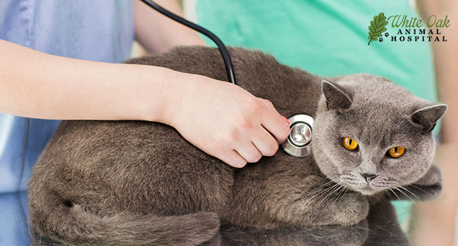 7 Tips to Prevent Cat Renal Failure: Keep Your Feline Friend Healthy ...