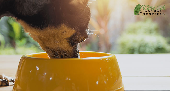TCM Food Therapy for Dogs: 7 Surprising Benefits You Need to Know ...