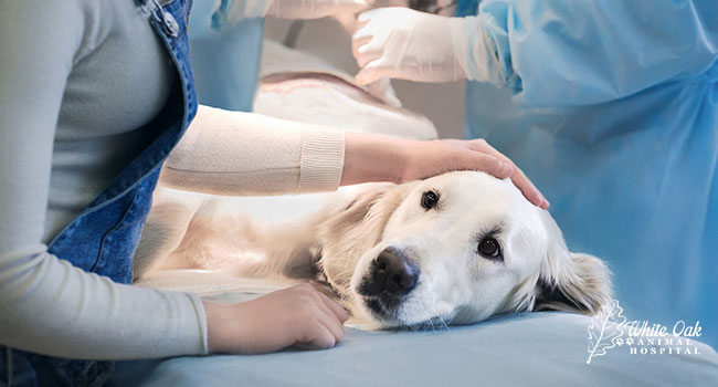 5 Effective Treatments for Dogs with Broken Bones: Ensuring a Swift ...