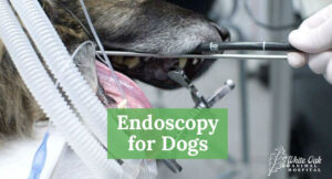 Endoscopy for Dogs: 5 Critical Warning Signs You Shouldn’t Ignore ...
