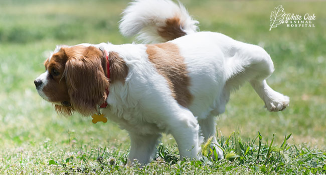 Dog UTI Symptoms: 7 Alarming Signs You Should Never Ignore - White Oak ...