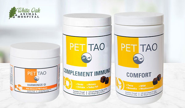 Understanding Spleen Cancer in Dogs: A Complete Guide in 4 Steps ...