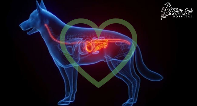 TCM Food Therapy for Dogs: 7 Surprising Benefits You Need to Know ...