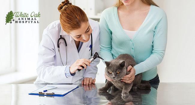 Chronic Vomiting in Cats: 5 Proven Remedies for a Healthier, Happier ...