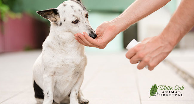 Before and After Dog TPLO Surgery: 5 Essential Steps to Ensure a Smooth ...