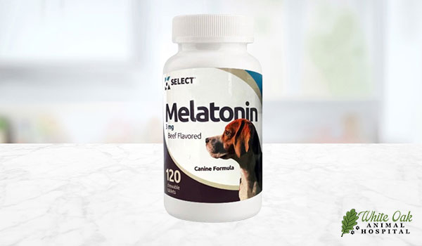 Melatonin for Dog Hair Loss – 5 Ways to Regain Their Shine - White Oak ...