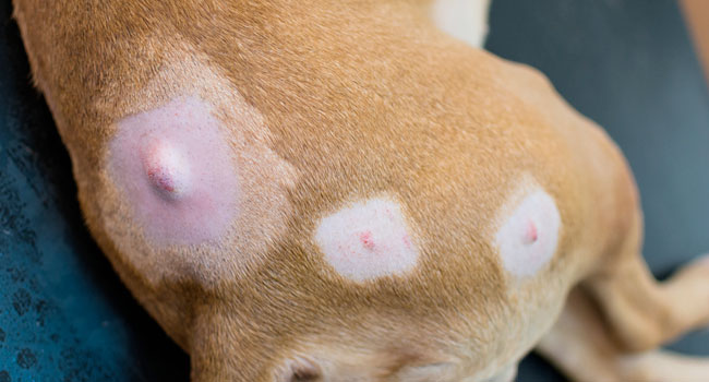 Endoscopy for Dogs: 5 Critical Warning Signs You Shouldn’t Ignore ...