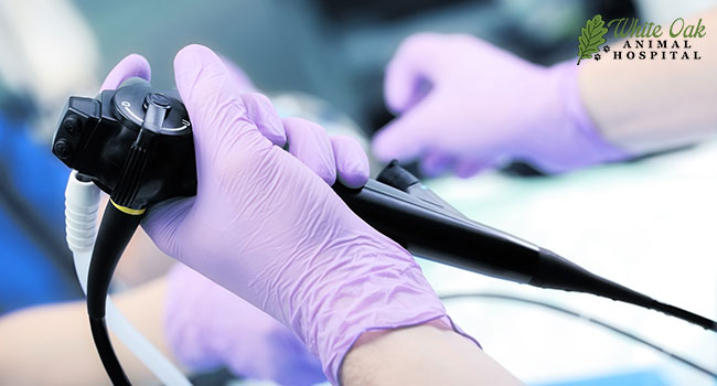 How Cat Endoscopy Can Save Your Pet's Life Today