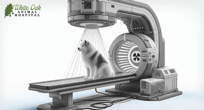 Dog X-Ray: 5 Safety Tips to Protect Your Furry Friend - White Oak ...