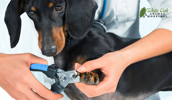 Top 5 Ways to Treat Dog Nail Infections: Stop the Pain Now - White Oak ...