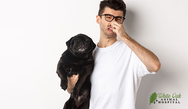 5 Dog Smegma Infection Symptoms Every Owner Must Recognize: Unveiling ...